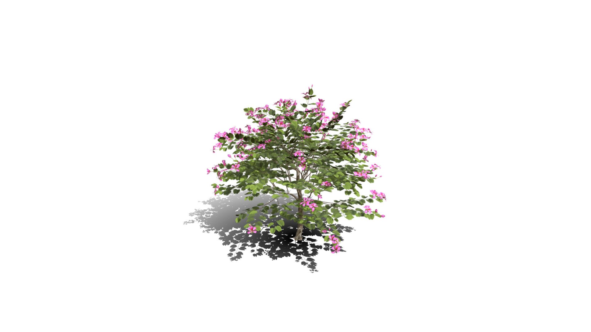 Realistic HD Hong Kong orchid tree (11/40) - Download Free 3D model by ...