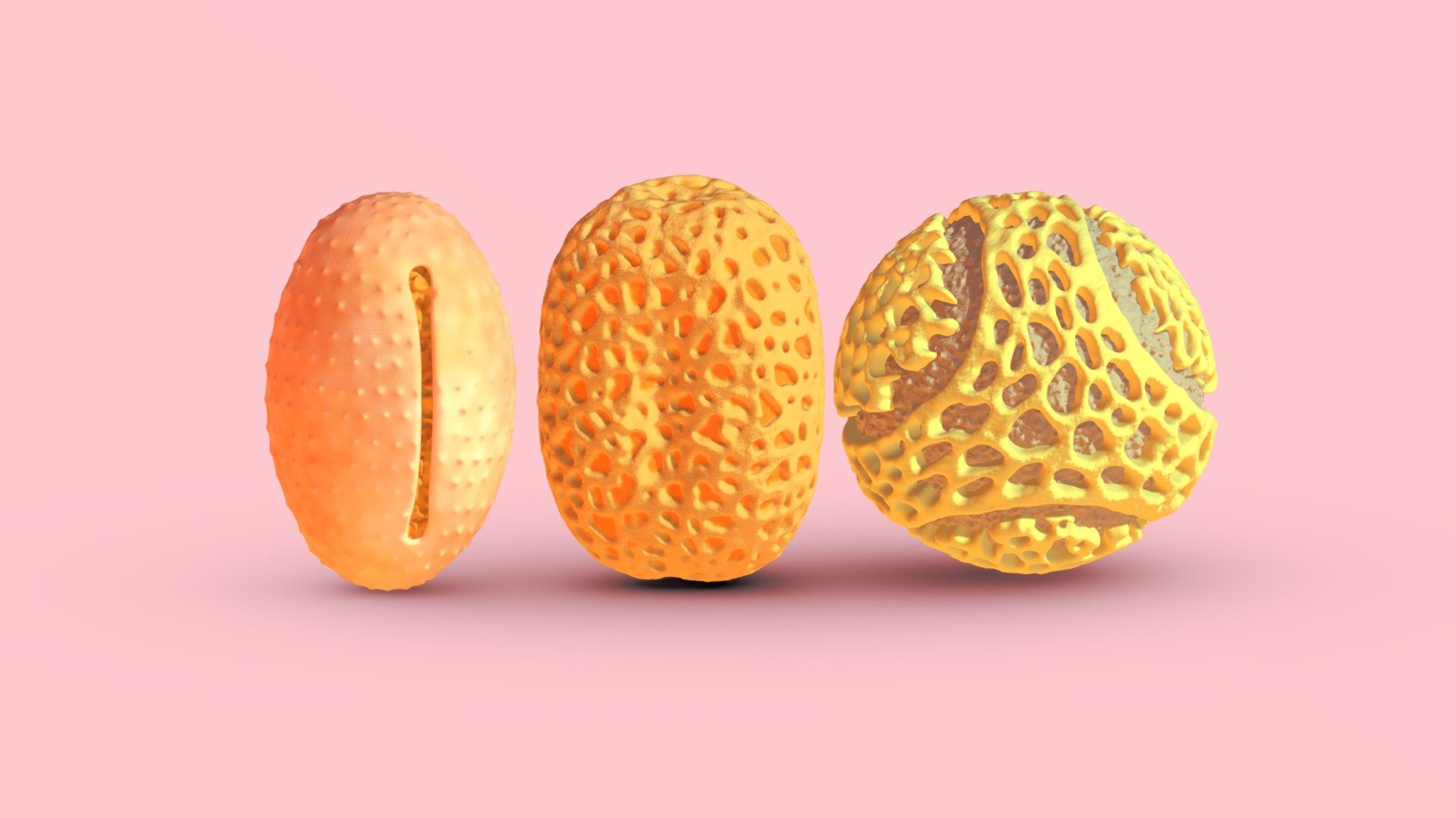 Pollen grains Multi Pack - Buy Royalty Free 3D model by PARSONSARTS ...