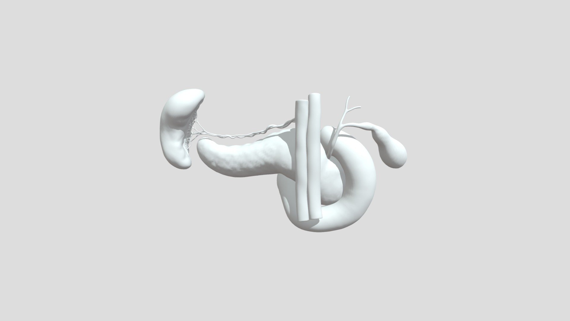 pancreas - Download Free 3D model by jasser.dridi [71d35c7] - Sketchfab