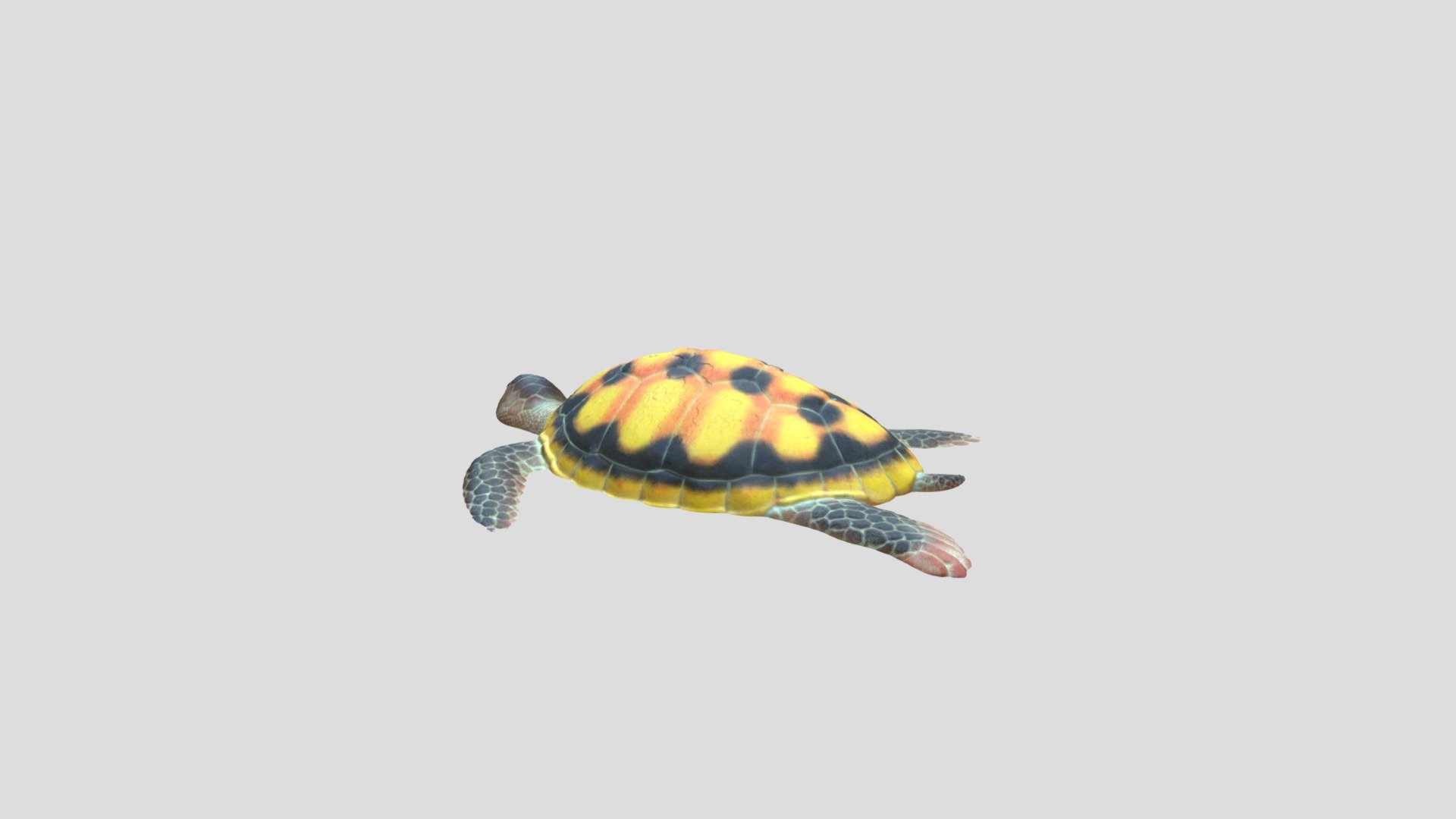 Turtle - 3D model by dark0430 [71d8487] - Sketchfab