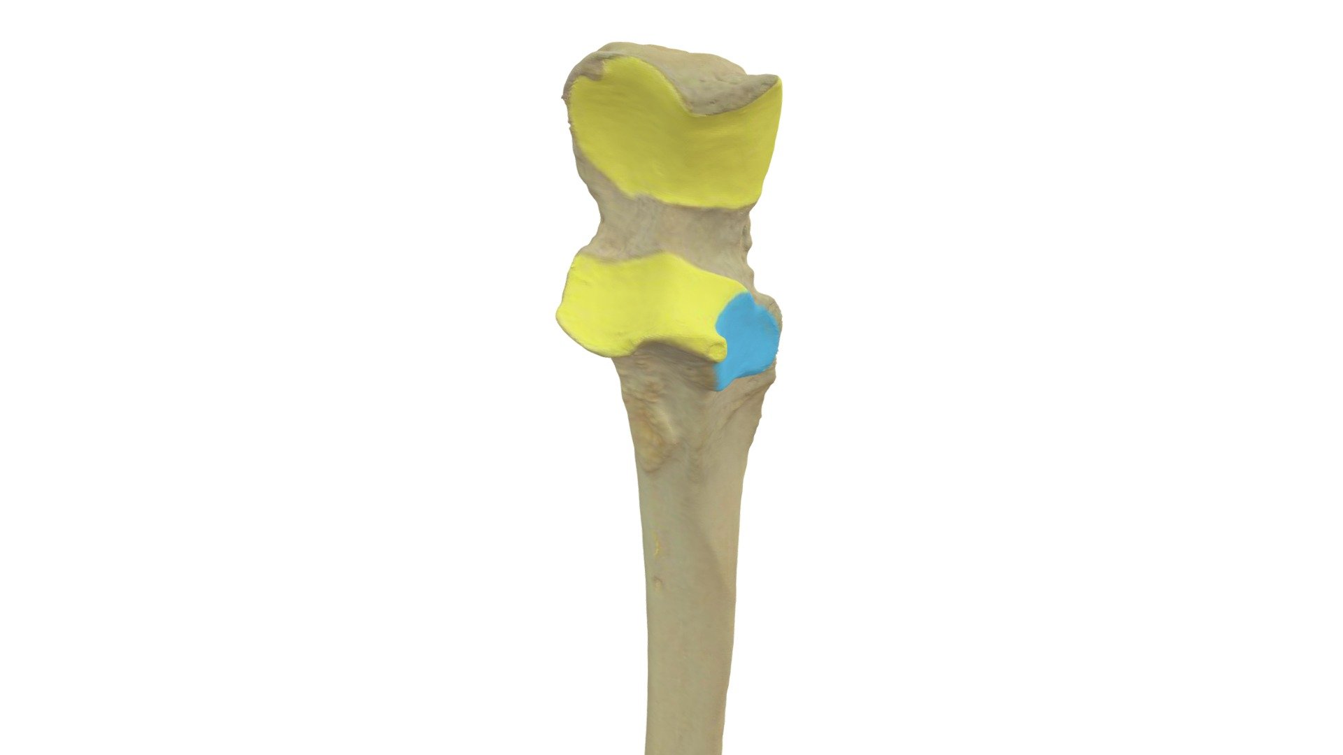 Ulna R - proximale epifyse - Painted - 3D model by Universiteit ...