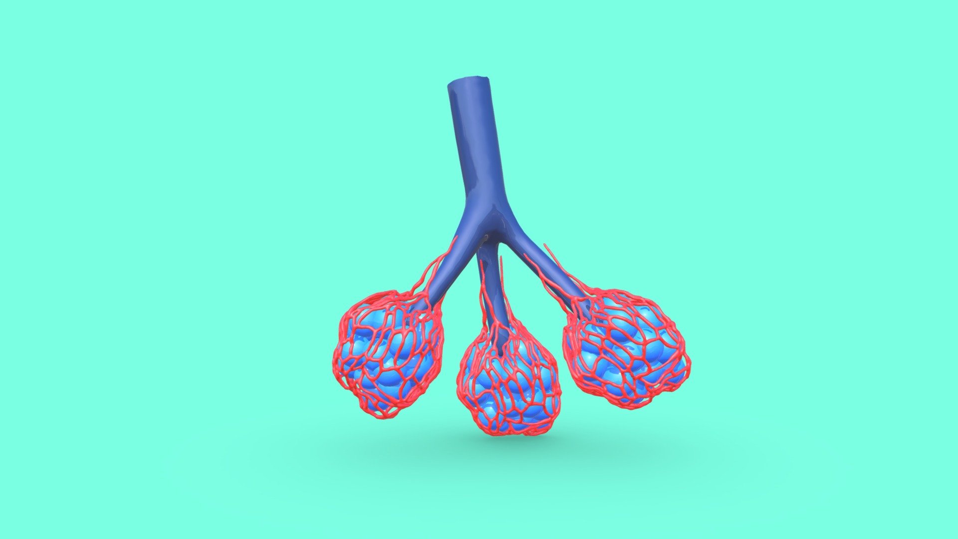 Bronchioles And Alveoli Buy Royalty Free 3d Model By Parsonsarts Tomparsons 71de705