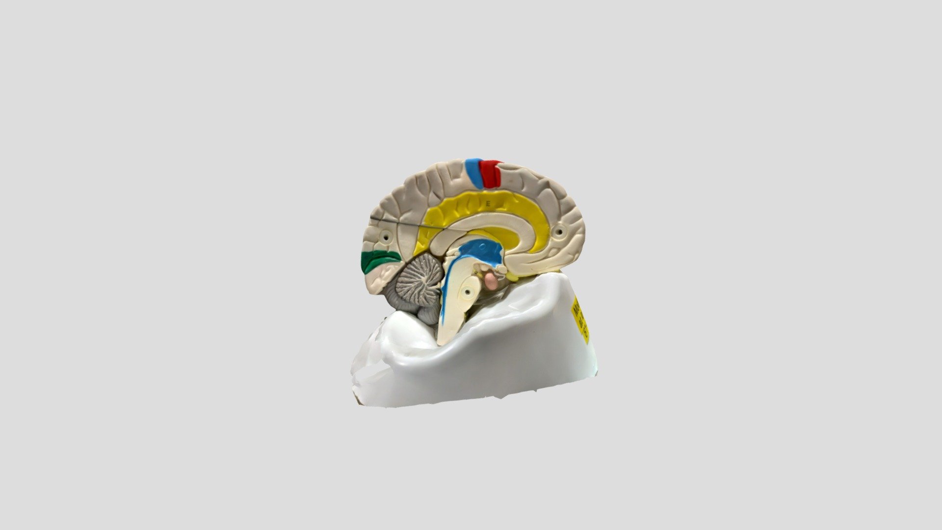The Pituitary Gland - 3D model by virtual_lab [71df89f] - Sketchfab