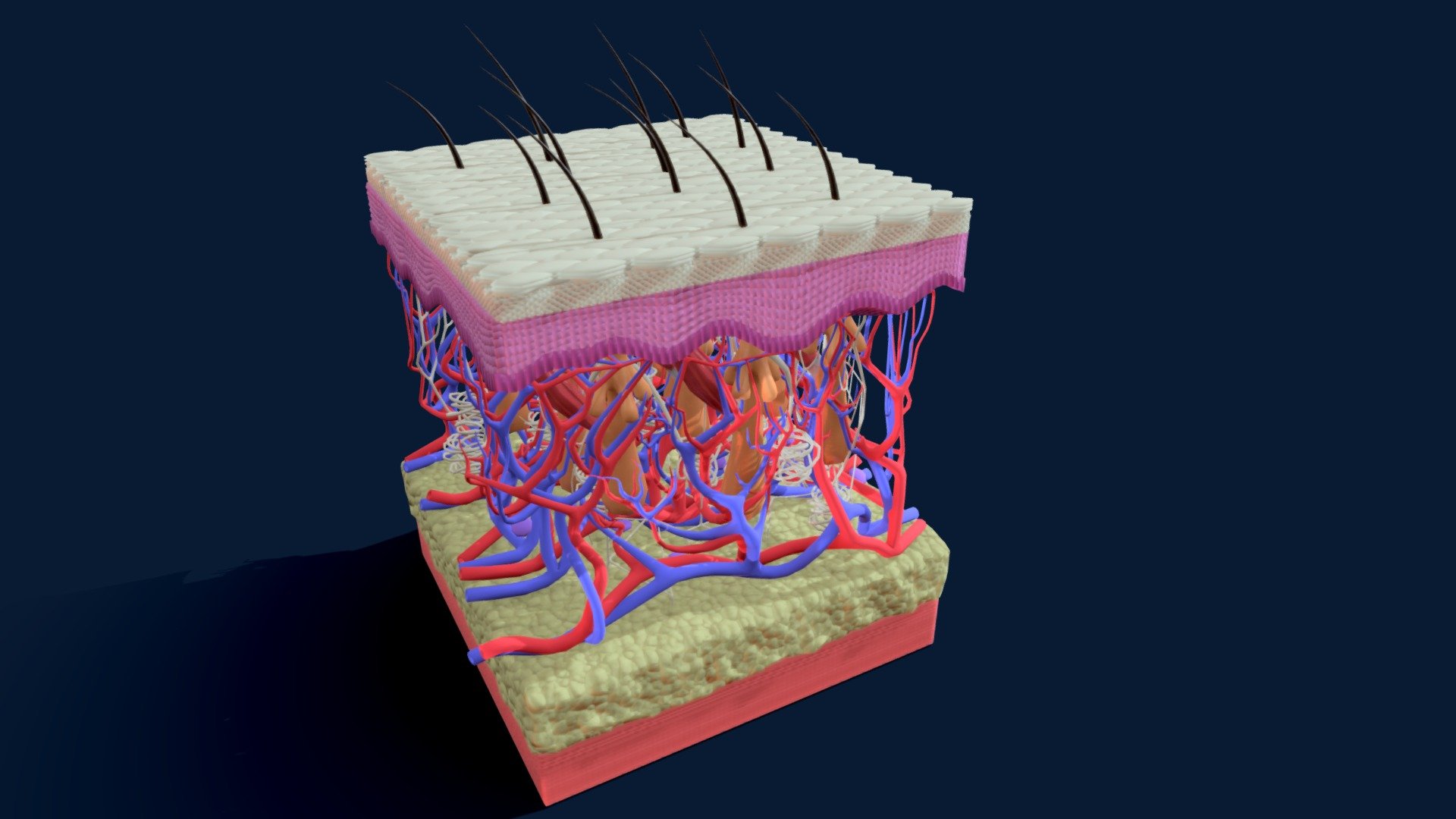 Skin Cross Section - 3D model by Ehab Shalout (@EhabShalot) [71e2e9b ...