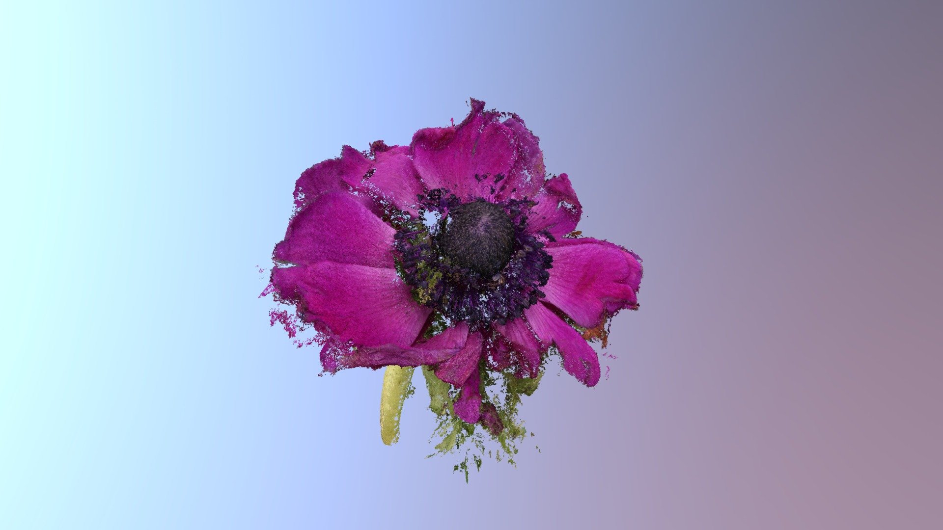 Anemone - 3D model by Chris @ Zubr (@zubrvr) [71e431a] - Sketchfab