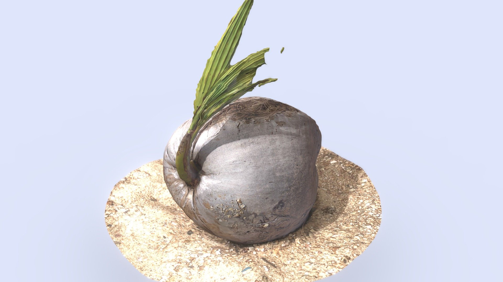 Coconut Sprout - Download Free 3D model by tkkjee 🪲 (@tkkjee) [71e4e45 ...