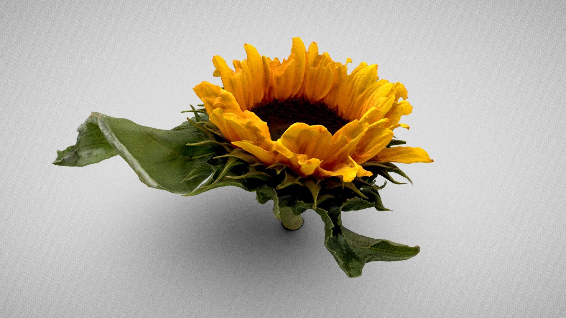 Sunflower - 3D model by smallfly [71e4f5a] - Sketchfab