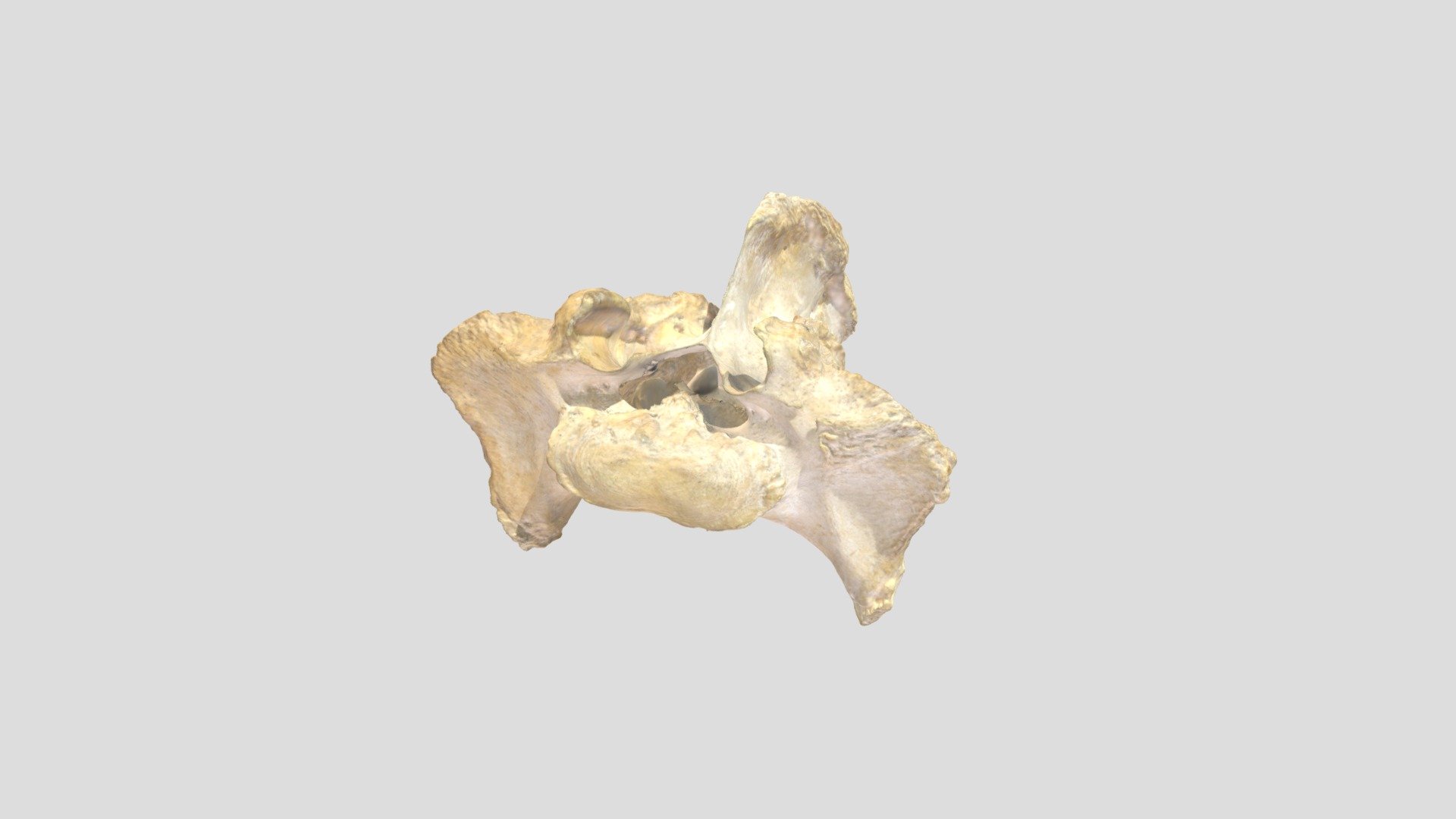 Cow Sacrum - 3D model by Veterinary Medicine, Kasetsart University ...