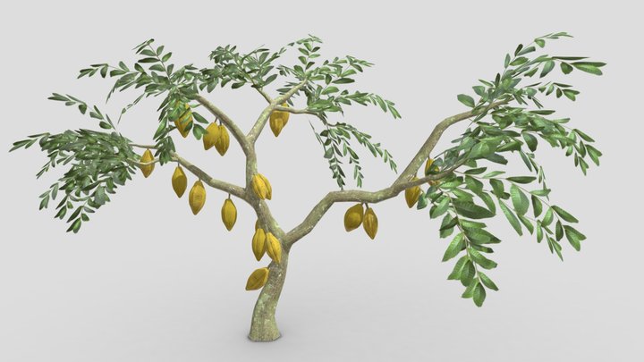 Cacao-tree 3D models - Sketchfab