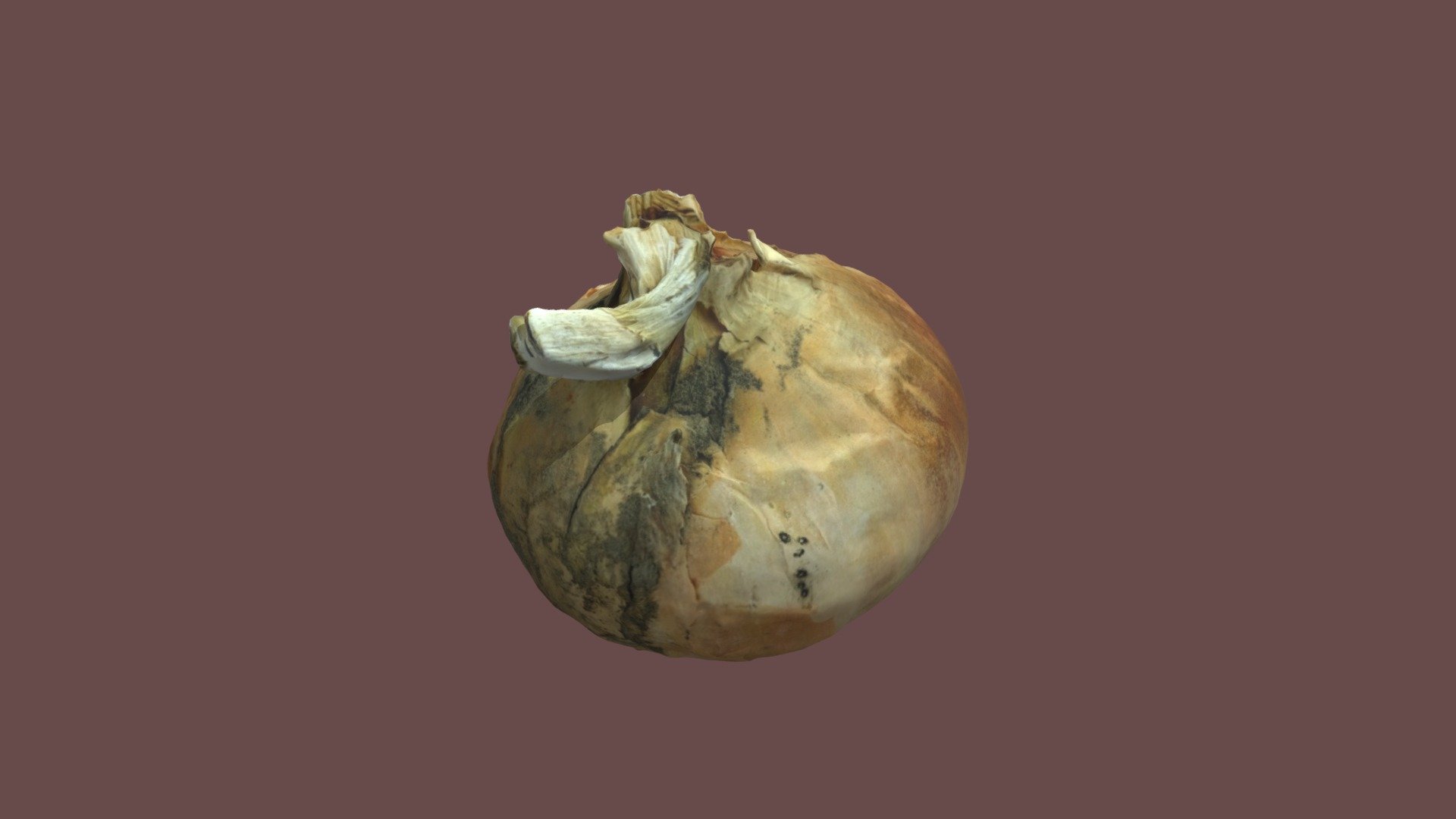 [photogrammetry] AR ready low poly onion - Download Free 3D model by ...