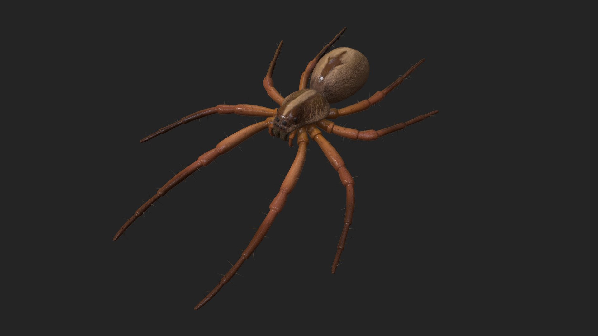 Wolfspin - 3D model by lucvrs [71f96b3] - Sketchfab