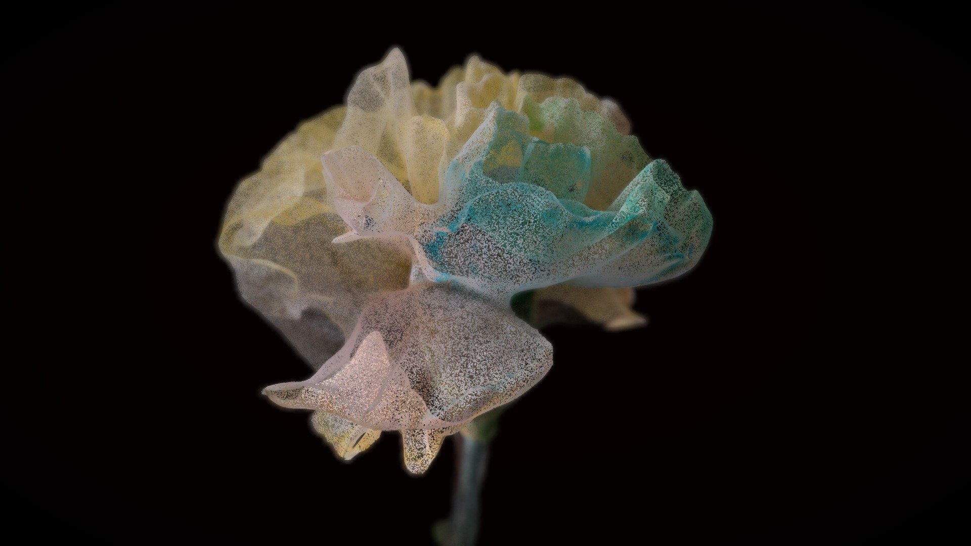Carnation Flower - 3D model by cmcelarney [71fc906] - Sketchfab