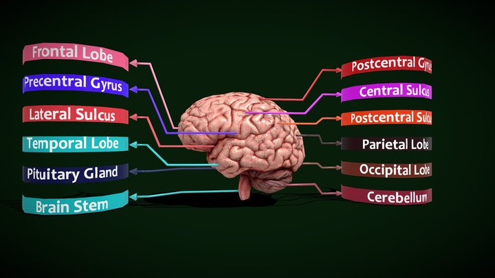 Brain 3D models - Sketchfab