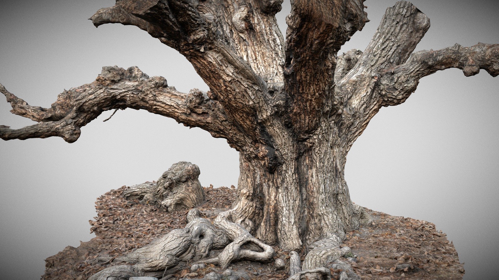 Tree 02 - Buy Royalty Free 3D model by BNArtCo (@baharnajari) [7204a03 ...