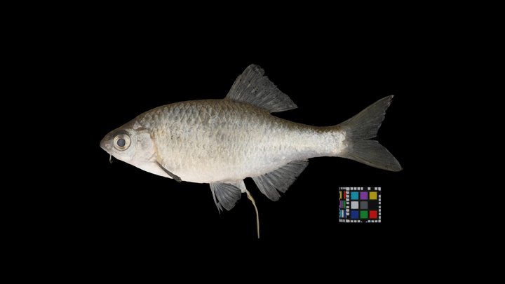 Tanakia 3D models - Sketchfab