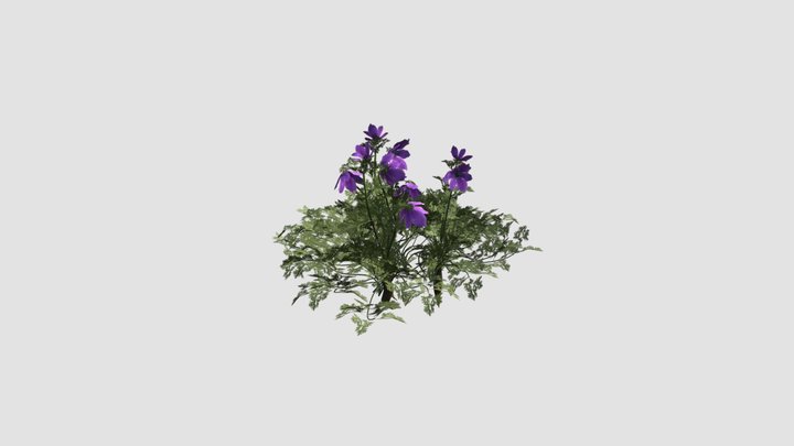 Anemone 3D models - Sketchfab