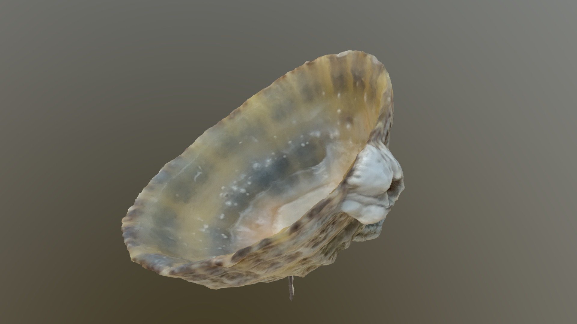 Shell with pocks - Download Free 3D model by CrowsEpicScans [7212060 ...