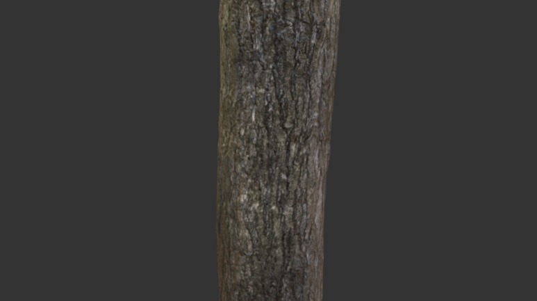 Tree trunk - Download Free 3D model by samhodge [7215e35] - Sketchfab
