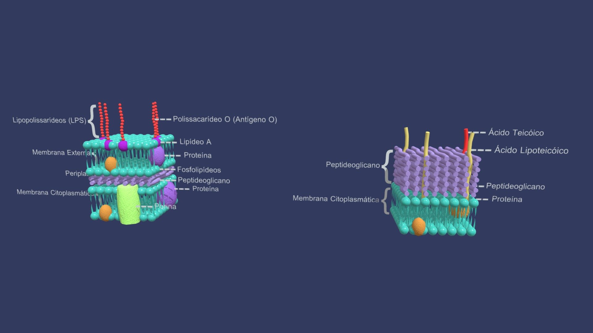 Gram-Positiva e Gram-Negativa (738) - 3D model by RA Unicesumar ...