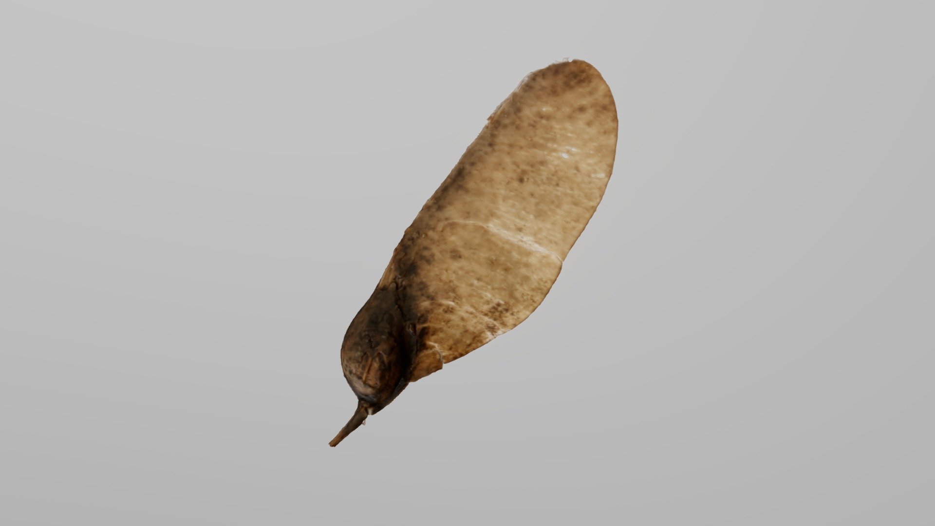 fulla - 3D model by miglesiasbulto [72326a1] - Sketchfab
