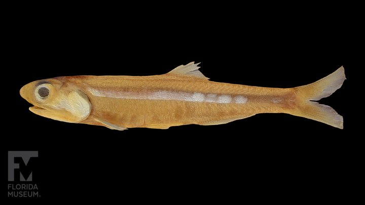 Anchovy 3D models - Sketchfab