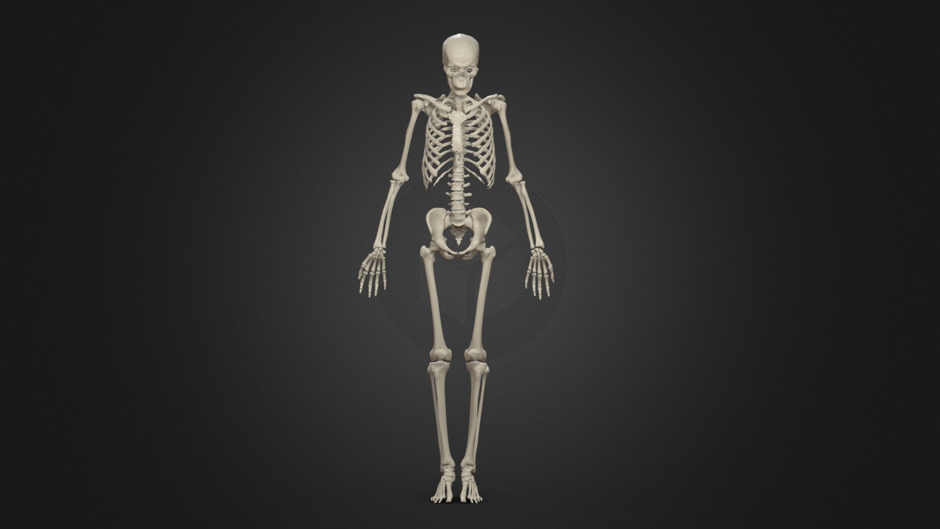 CT Derived Human Skeleton - Download Free 3D model by Terrie Simmons ...