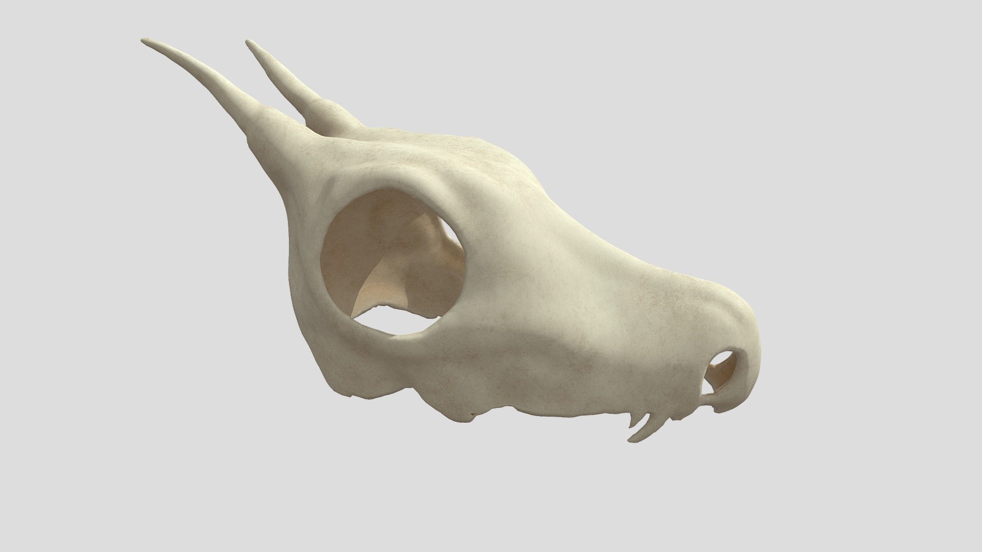 Small Creature skull - Download Free 3D model by VishiSwaz [7239aeb ...