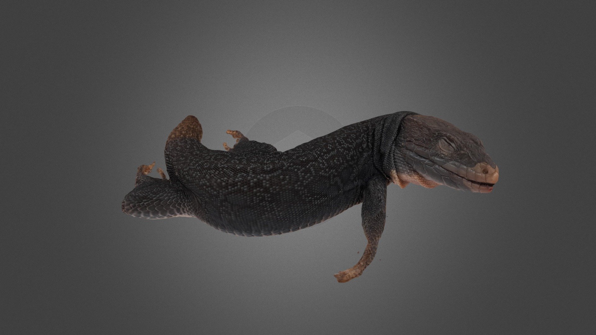 Timon lepidus 2 - 3D model by 3DVirtualHerp (@Amfibis_Reptils_PI ...