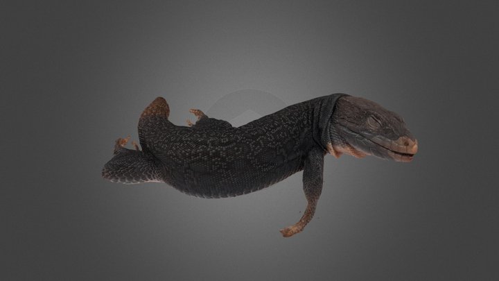 Timon 3D models - Sketchfab