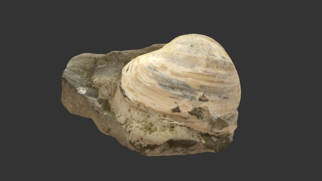 Bivalve - 3D model by Adddy [724751e] - Sketchfab