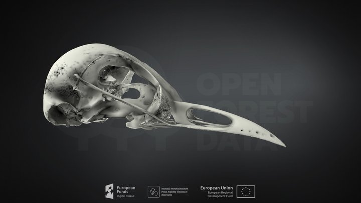 Primeval 3D models - Sketchfab