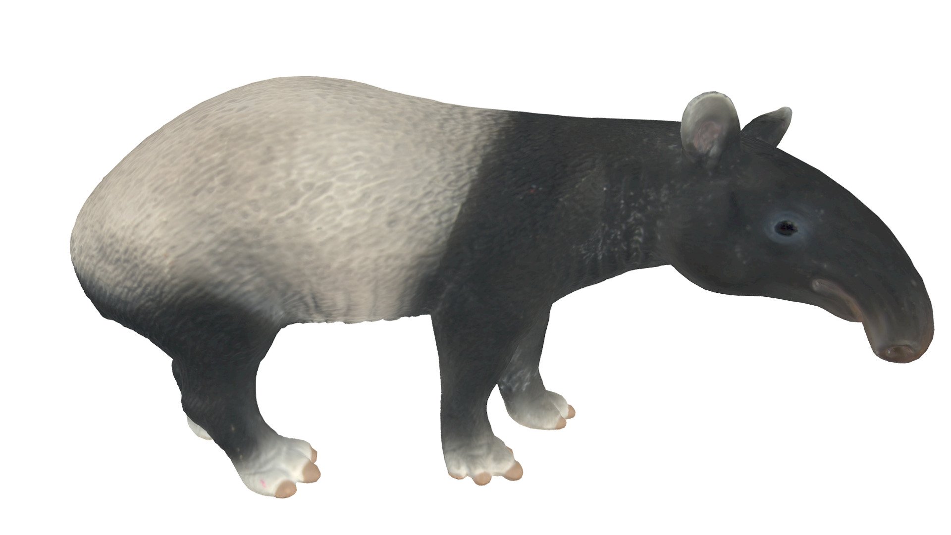 Plastic Toy Tapir - Download Free 3D model by Arkify 3D (@arkify ...
