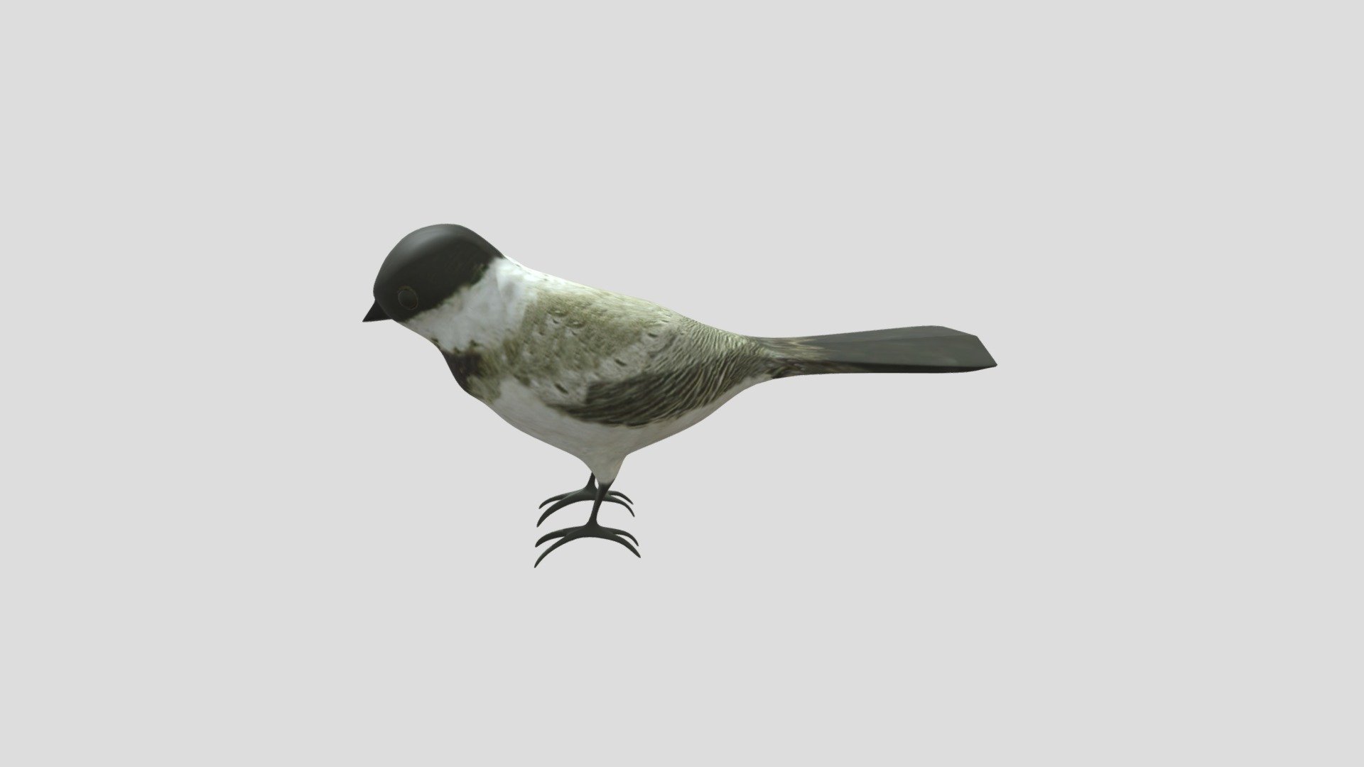 bird - 3D model by Shengnan (@218396427) [724ae3e] - Sketchfab