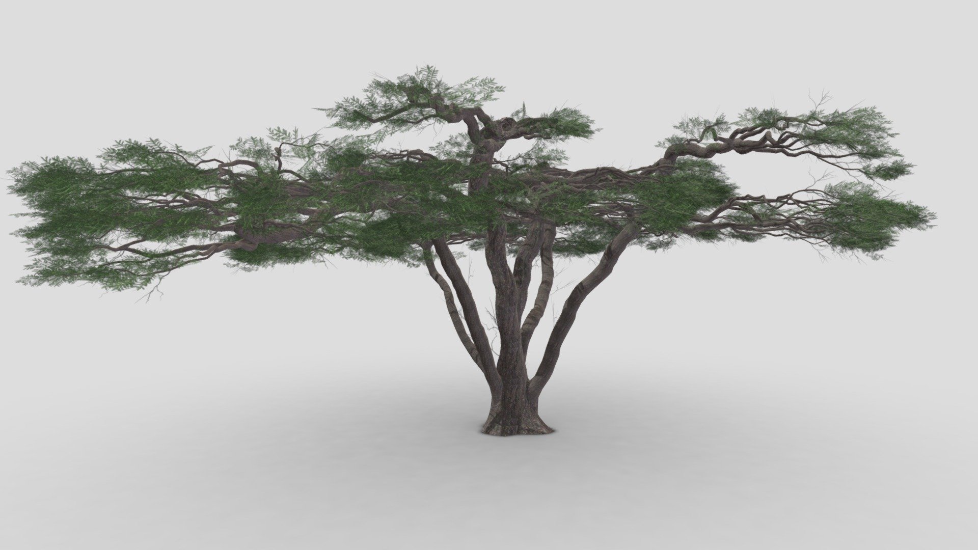 African Acacia Tree-S10 - Buy Royalty Free 3D model by ASMA3D [7251d40 ...