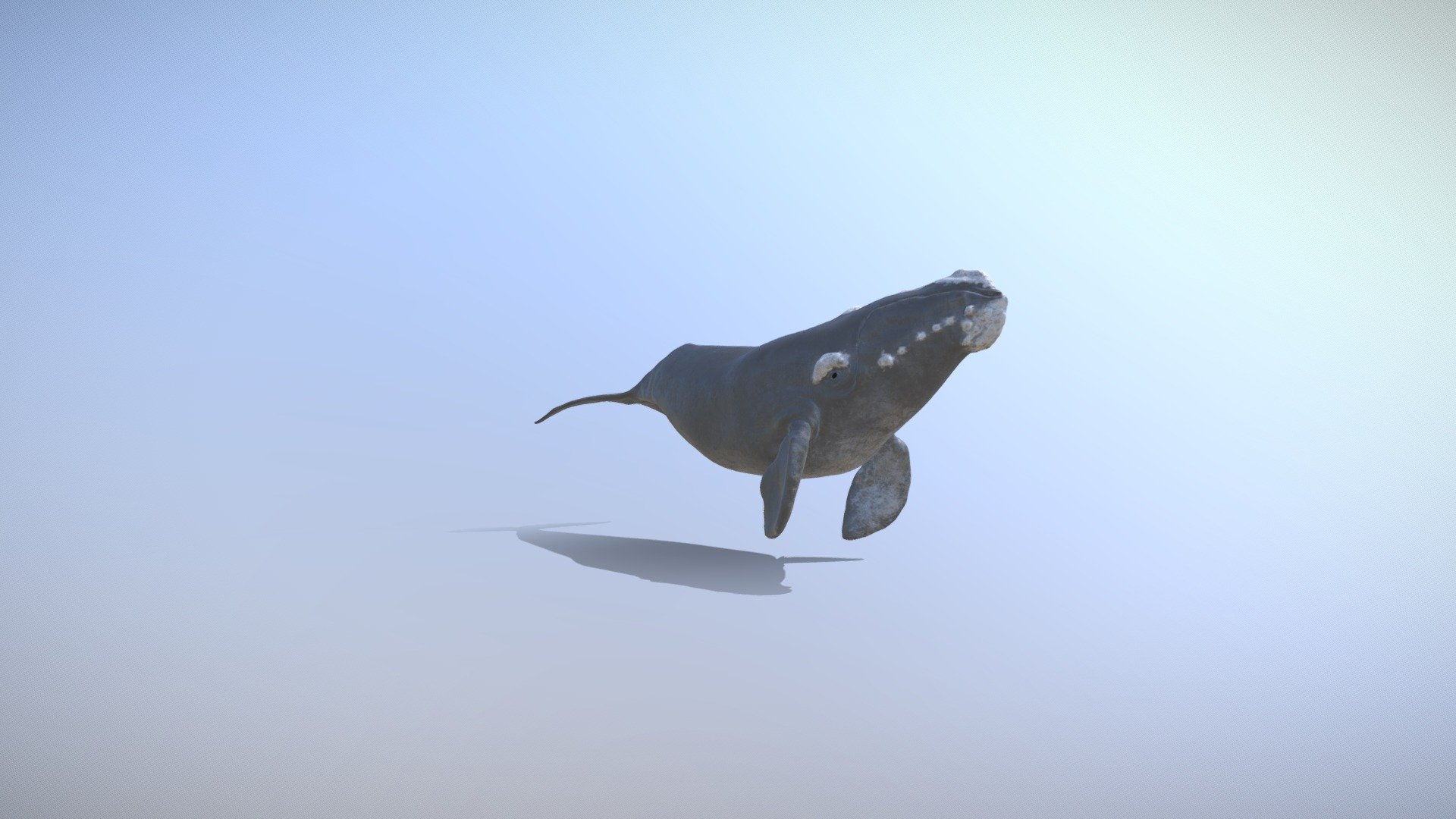 Ballena - 3D model by Bitgeyser [7254bd3] - Sketchfab