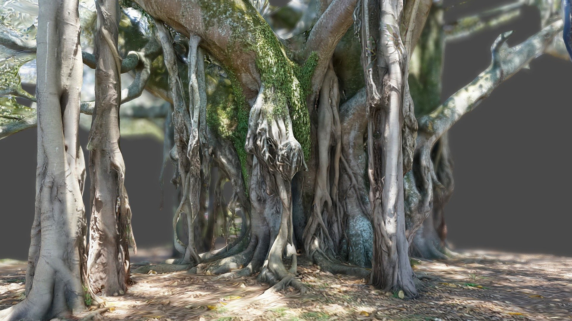 Moreton Bay Fig tree - Download Free 3D model by b_nealie [725cde0 ...