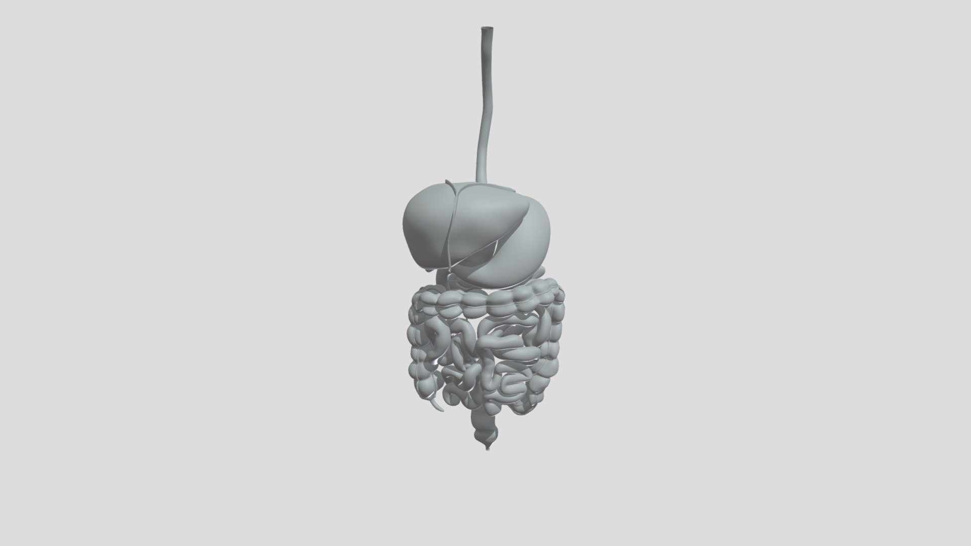 Digestive System V2 - 3D model by surjeetshakya [725d3d2] - Sketchfab