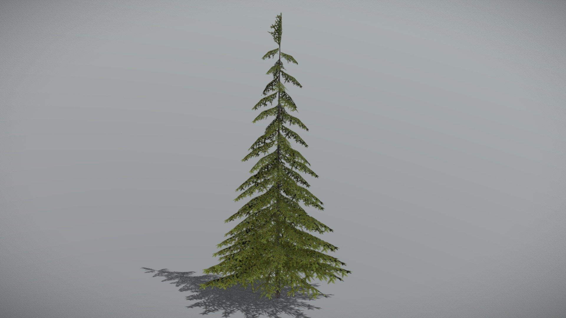 Fir 3 (Animated Tree) - Buy Royalty Free 3D model by bsp [7261d0f ...