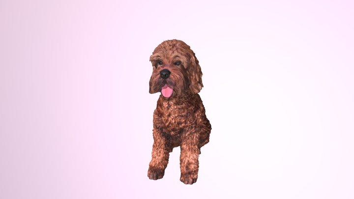 Cockapoo 3D models - Sketchfab