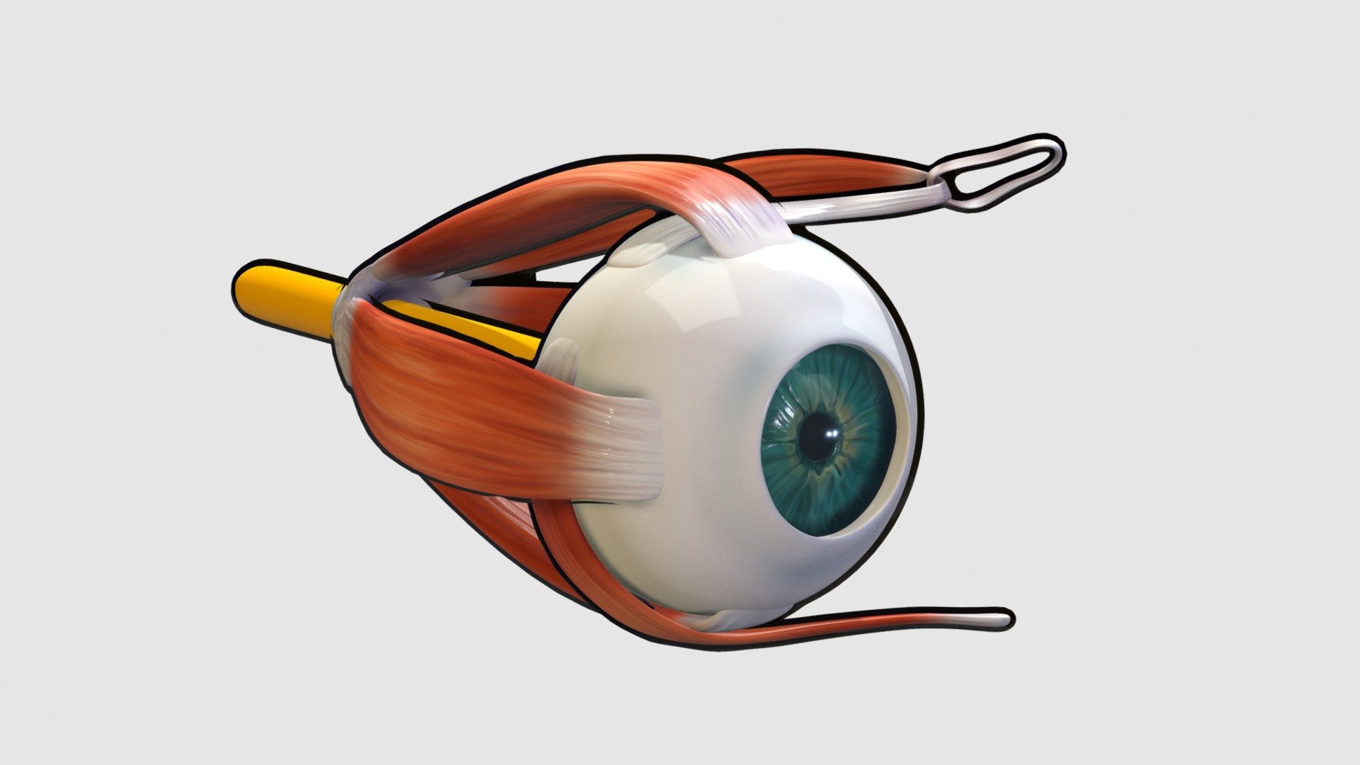 Anatomy of Human Eye with Extraocular Muscles - 3D model by Jodi Slade ...