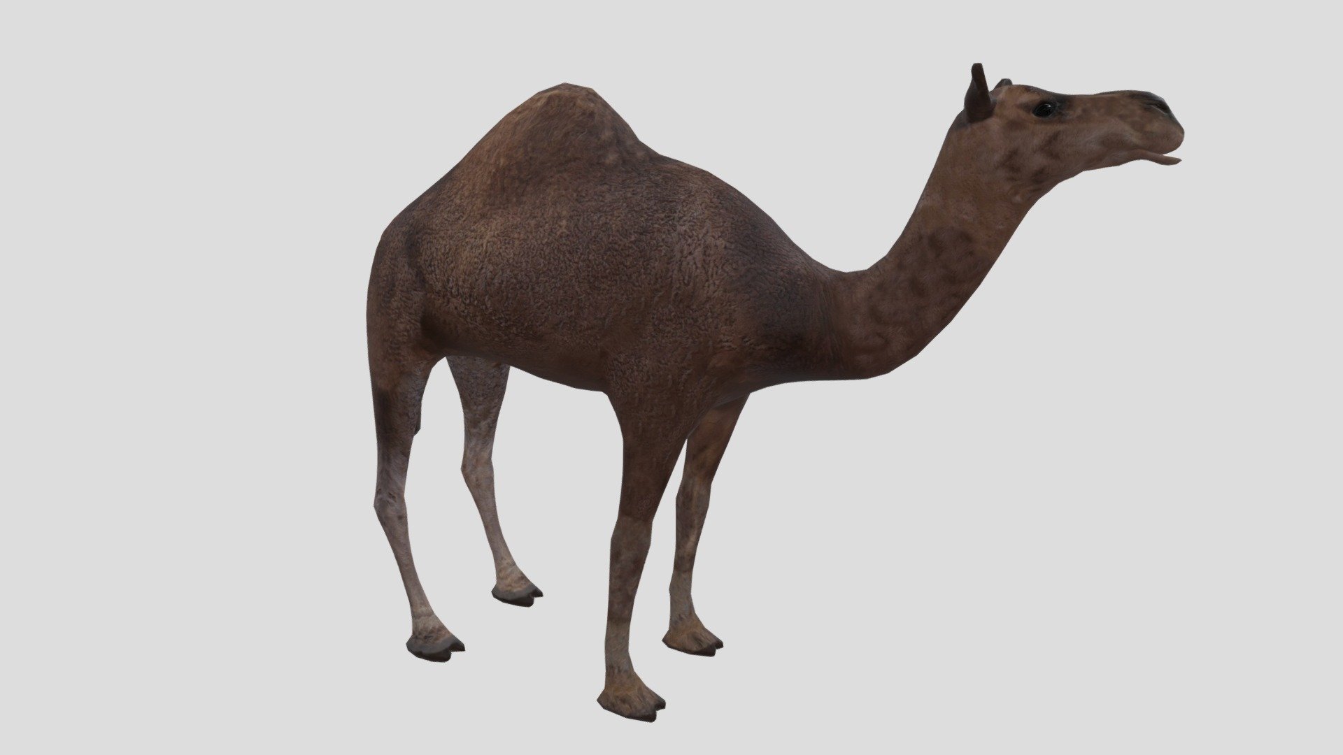 Camel - Buy Royalty Free 3D model by rmilushev [7277f14] - Sketchfab Store