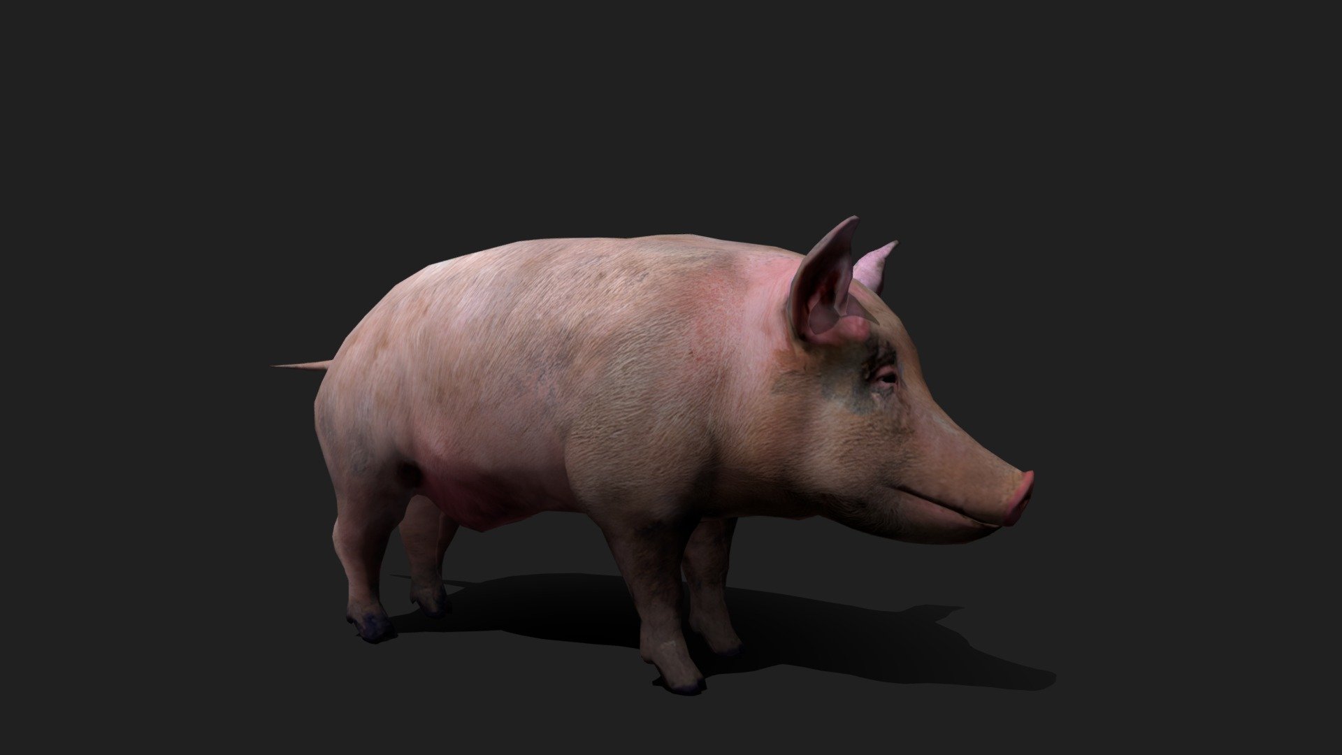 Realistic Pig / Porco 3D Model - 3D model by WildMesh 3D (@WildMesh_3D ...