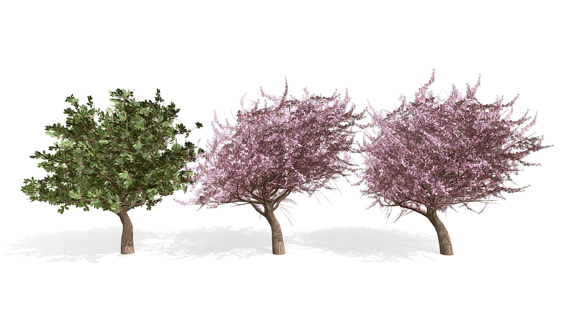 Cherry Trees - Buy Royalty Free 3D model by ahingel [7283994 ...
