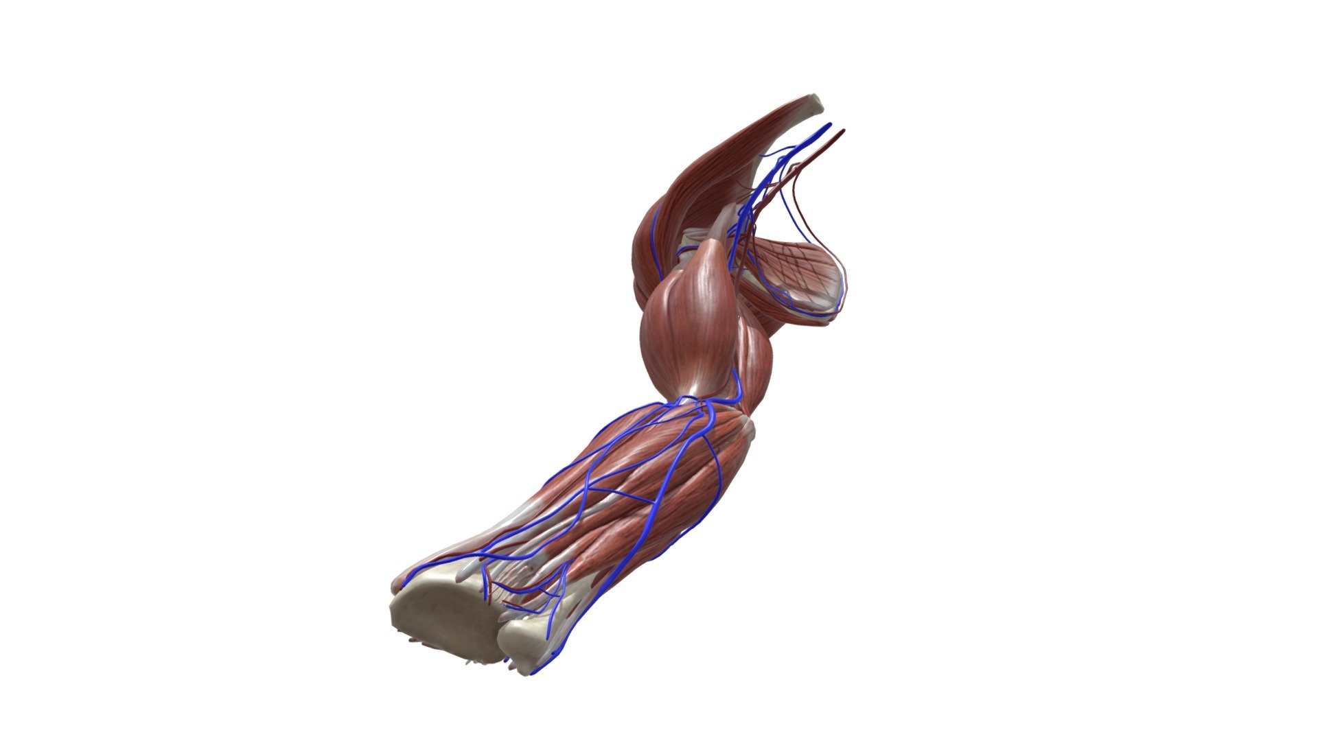 Flexing arm - 3D model by jjyhan585 [728579d] - Sketchfab