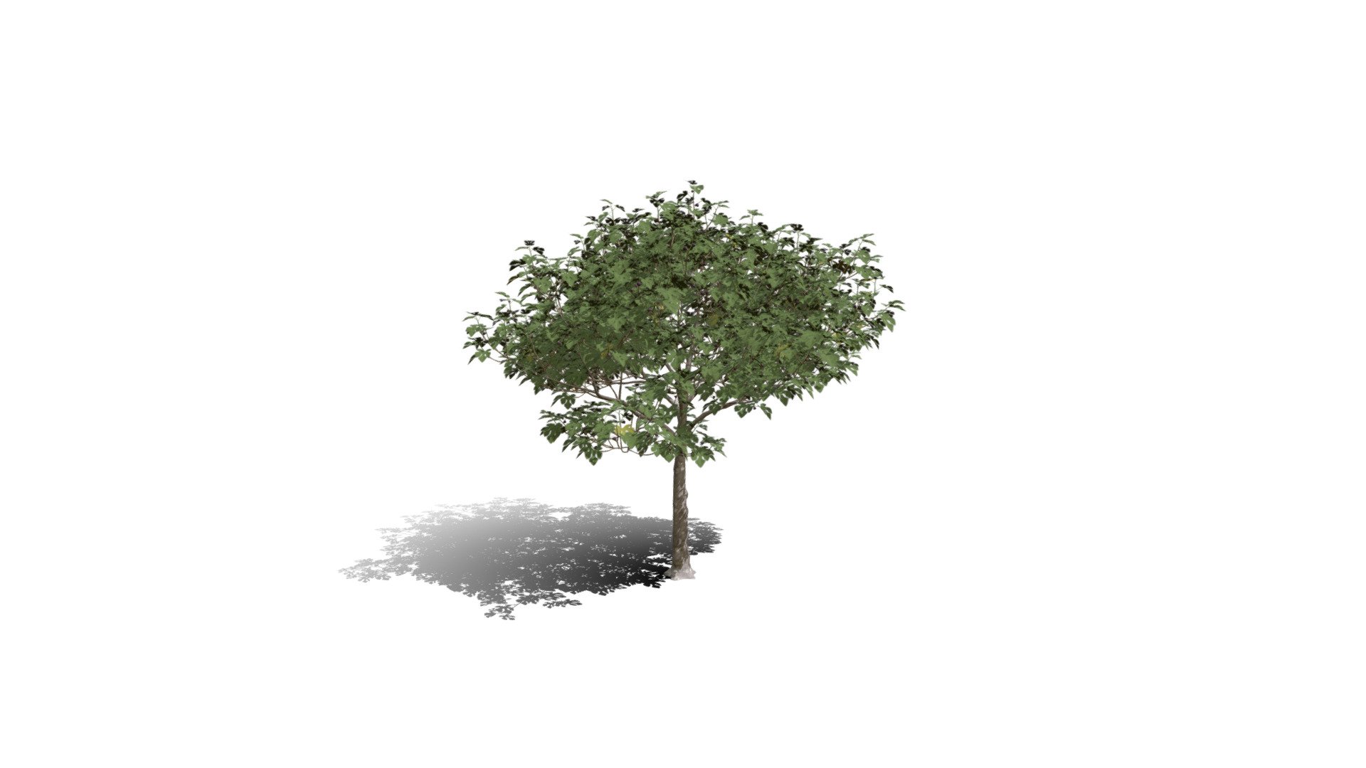 Realistic HD Common fig tree (9/30) - Download Free 3D model by ...