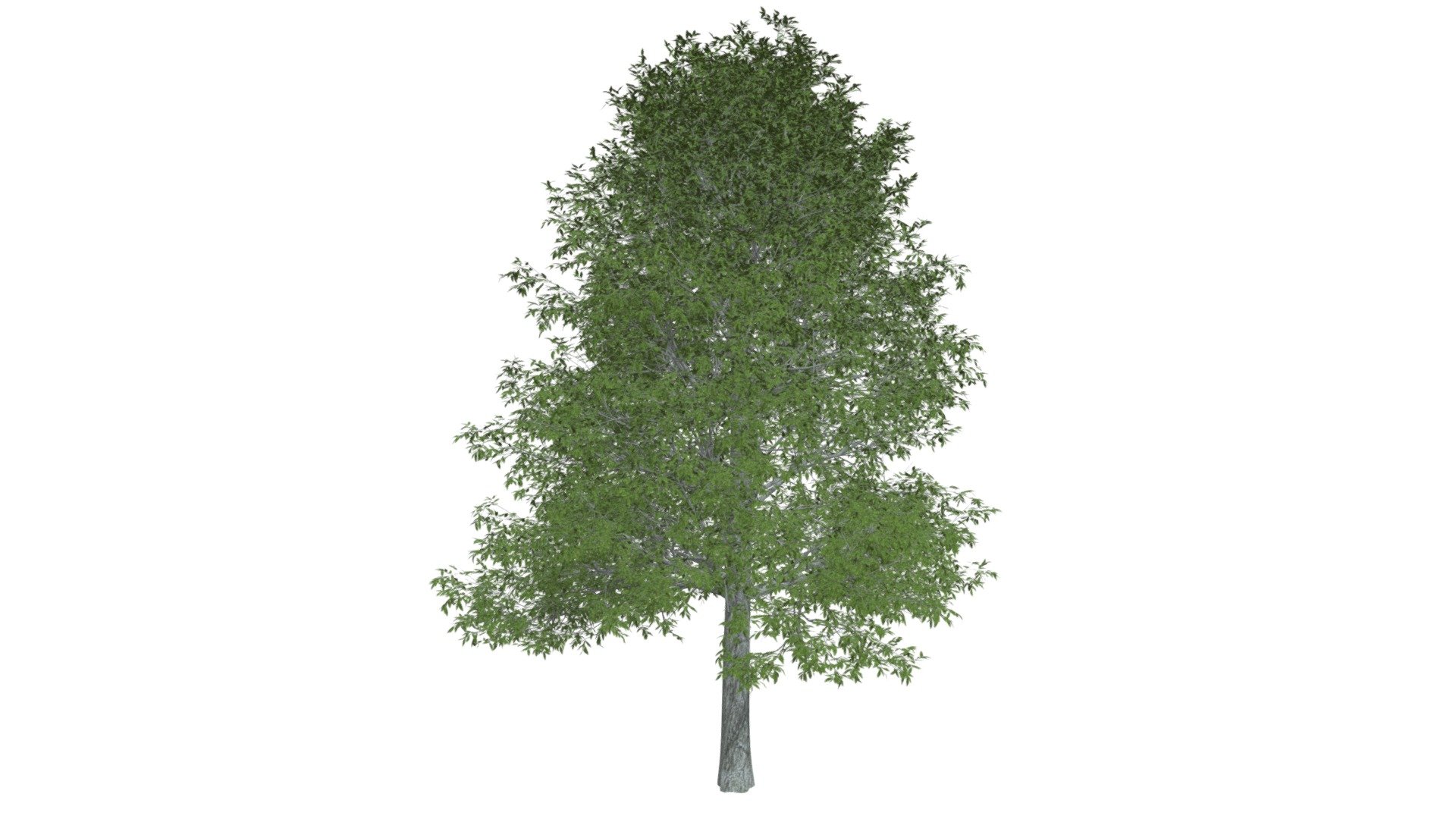 Shingle Oak Tree #08 - Buy Royalty Free 3D model by meshshape [728faaa ...