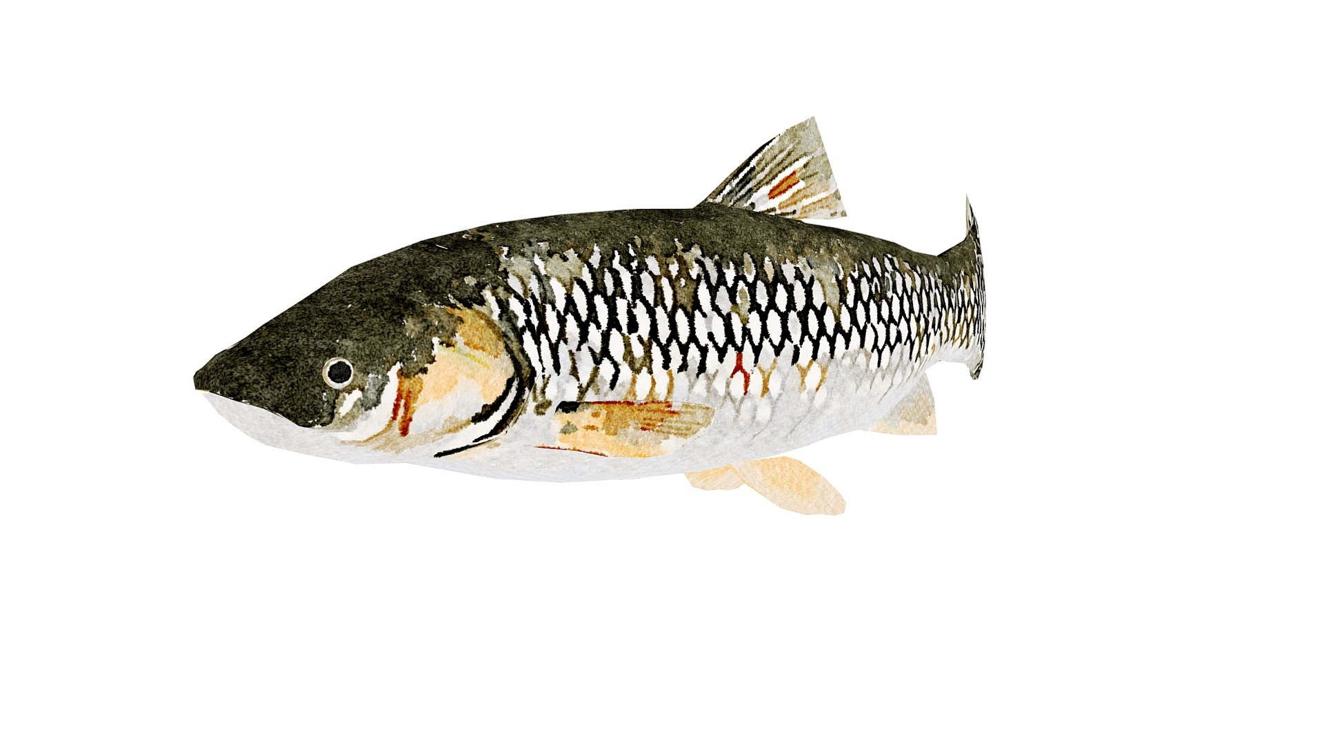 Amur illustration - 3D model by josluat91 [72958c9] - Sketchfab
