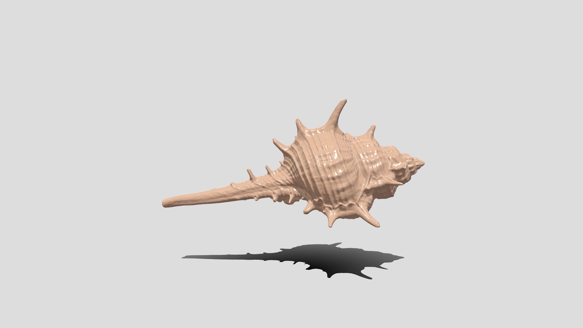 Conch - 3D model by Thunk3D 3D Scanner (@Lily.Qin1) [7297a22] - Sketchfab