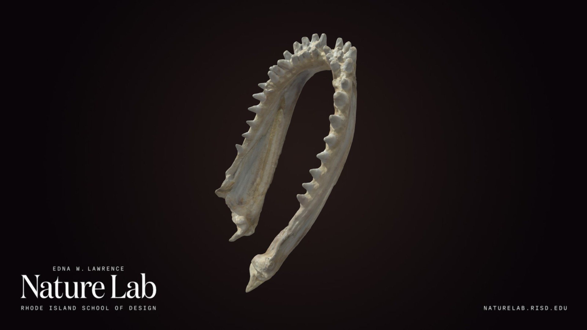 Fish Jaw - Download Free 3D model by RISD Nature Lab (@RISDNaturelab ...