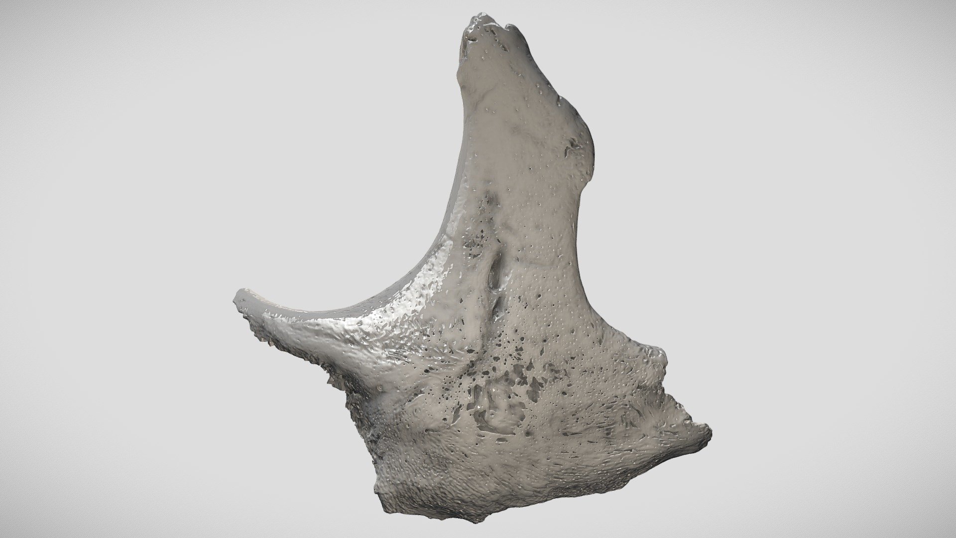 Zygomatic bone (micro-CT) - Download Free 3D model by Edgars Edelmers ...